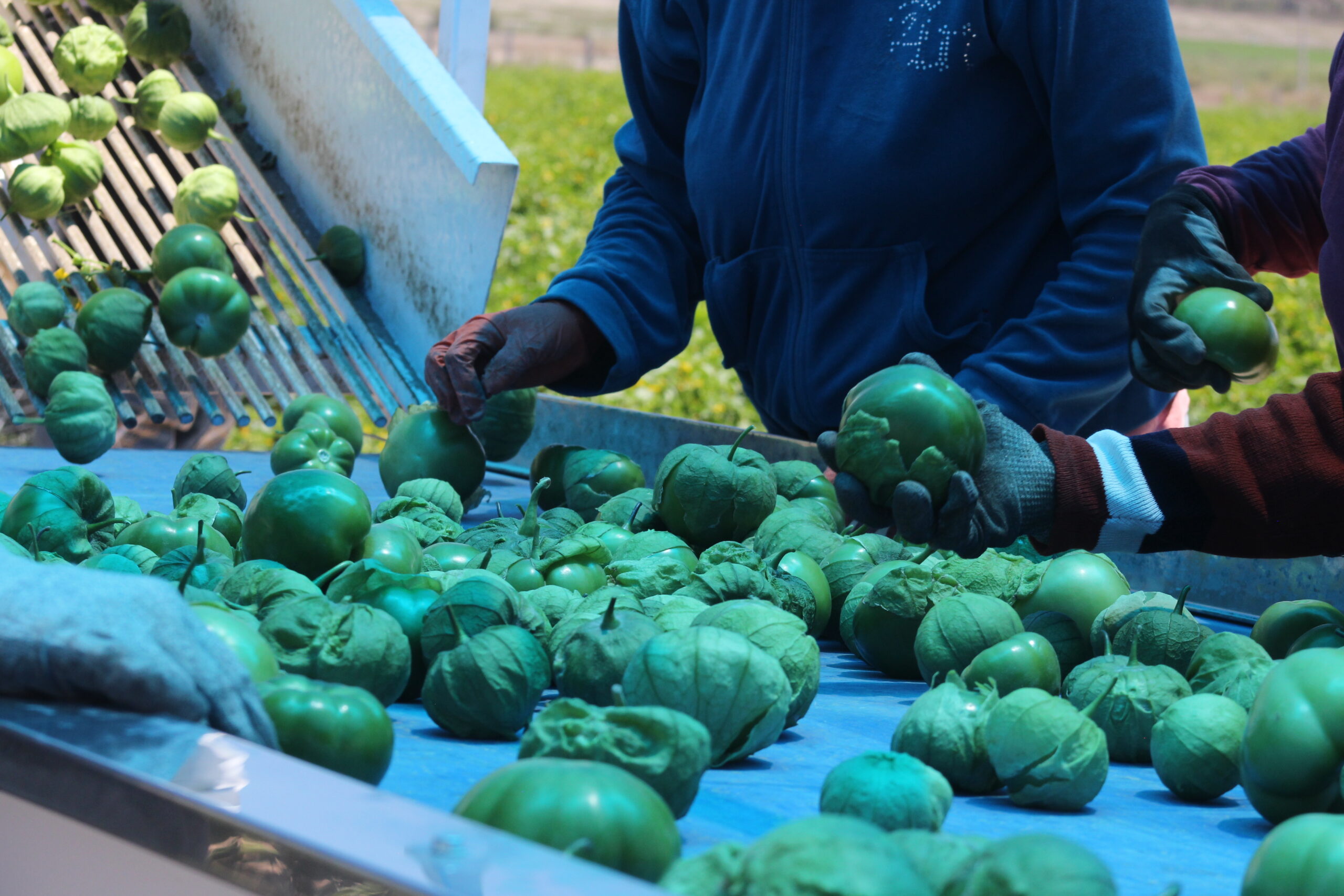 ¿Por qué es necesario empacar los vegetales? - AVL Fresh Packaging